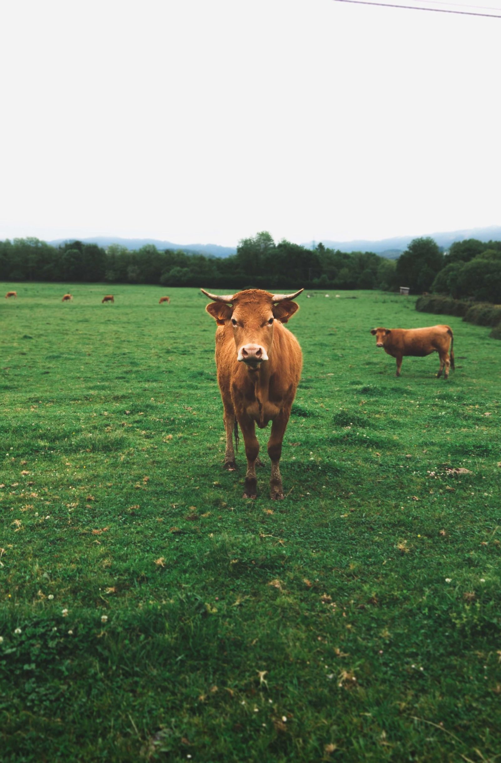 Zoom on English farming - Hartwell